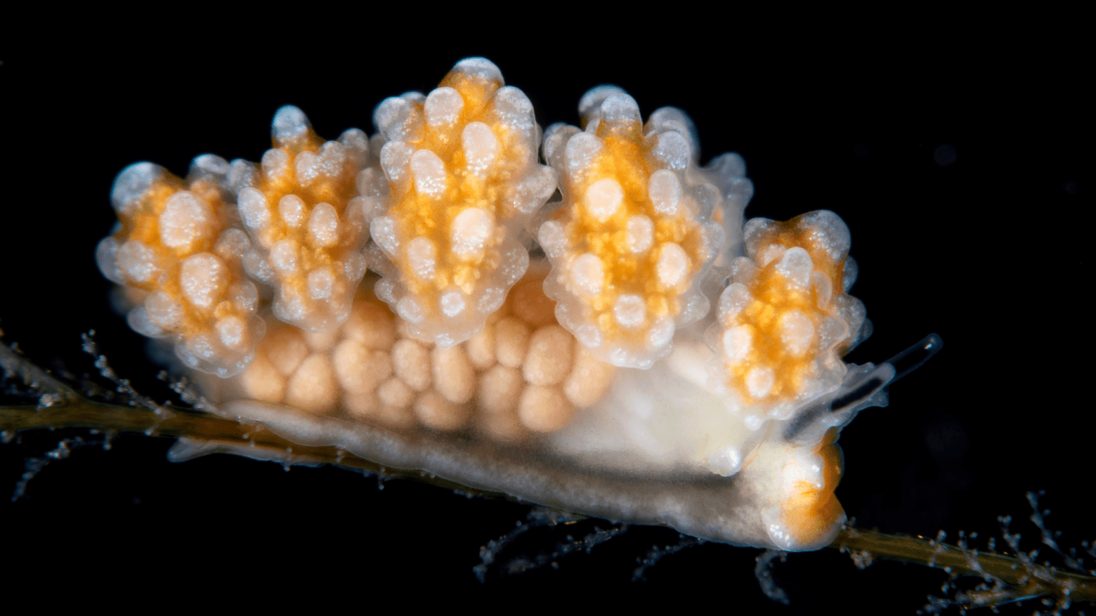 Top Macro Diving Spots in Puerto Galera - Casalay Boutique Villas ...