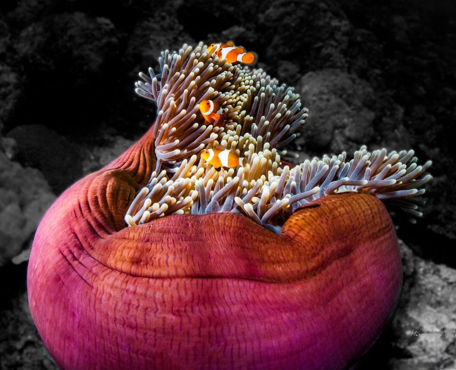 Diving - Casalay Boutique Villas & Dive Resort